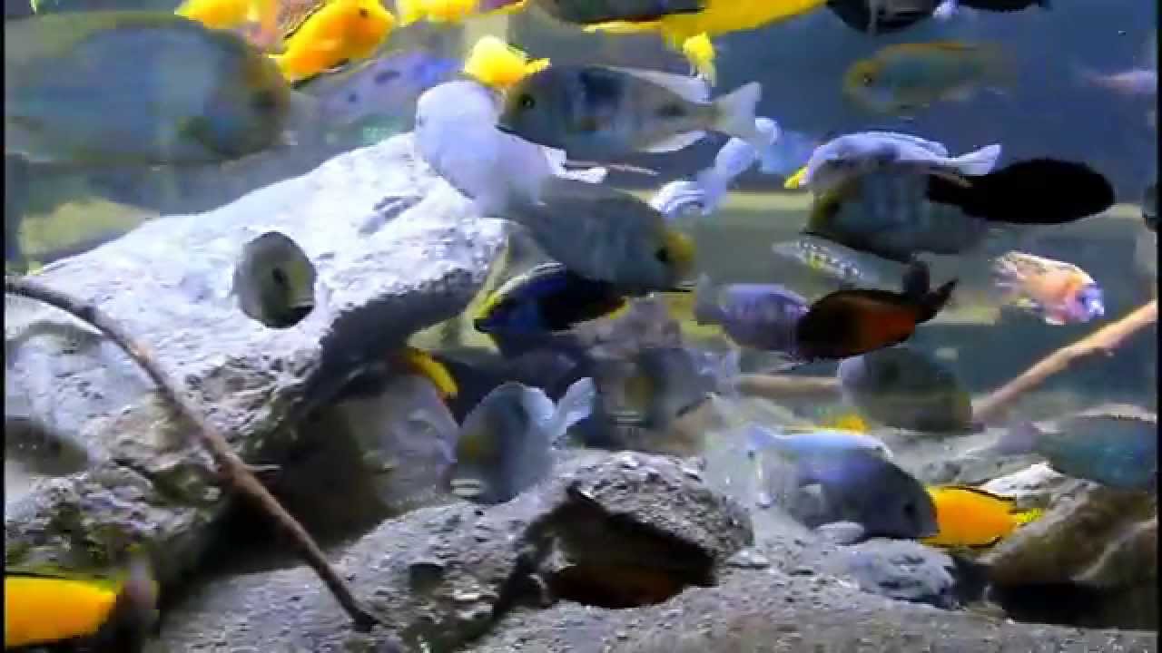 HMF2.0 on mixed African cichlid aquarium - YouTube