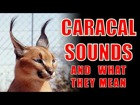 7 Caracal Sounds Explained: Wild Cat Communication