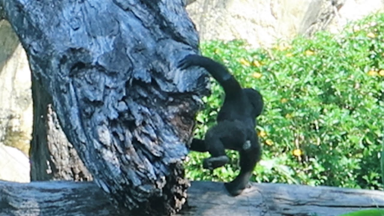 Baby Jabali Climbing to New Height! 🤩安全下高架轉身跳下月桃叢😄 - YouTube