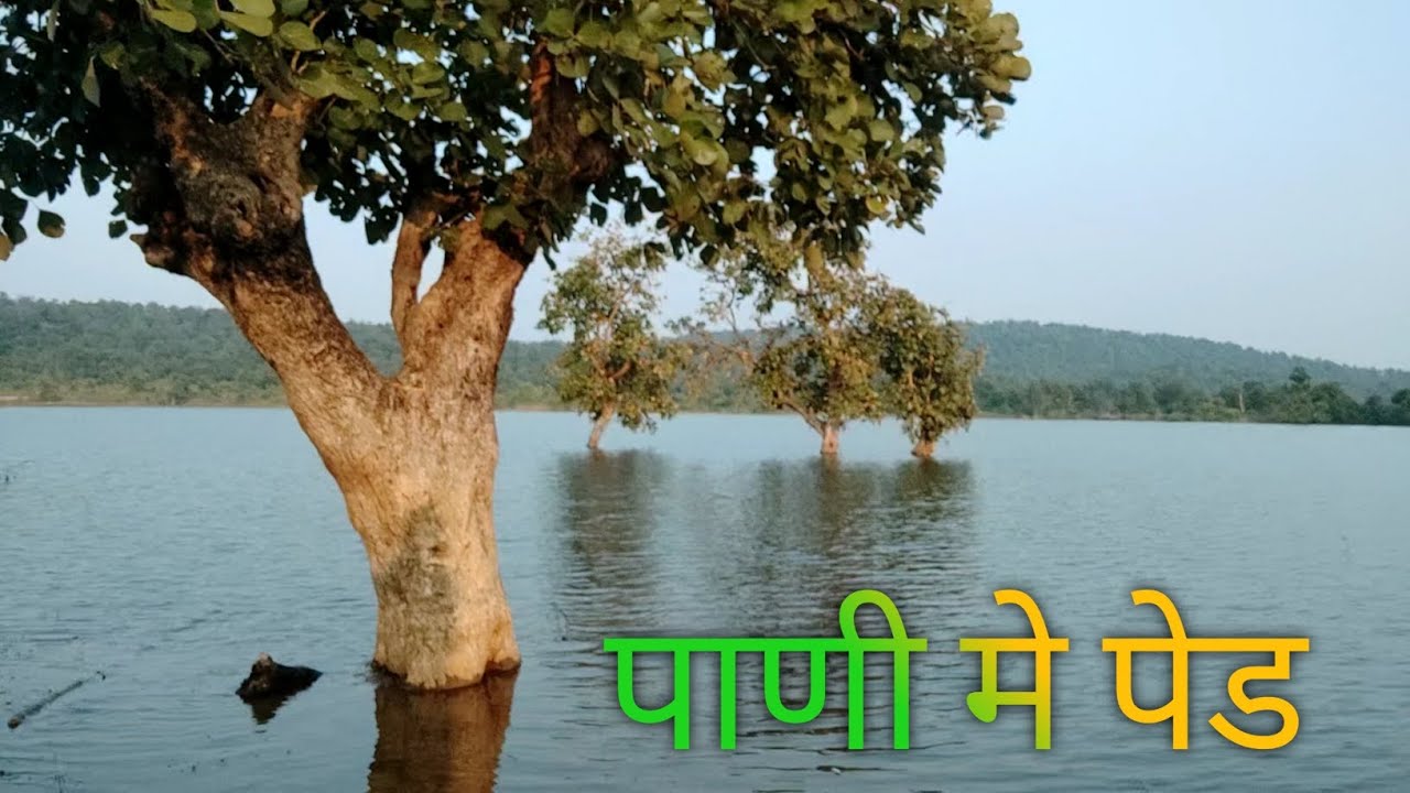 Pani Me Tree 🌳🌳🌳 - YouTube