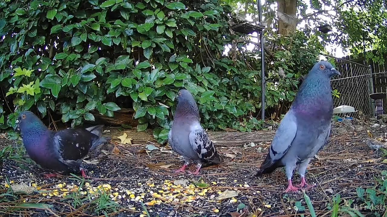 Trying Birdsy Camera With Pigeons - YouTube