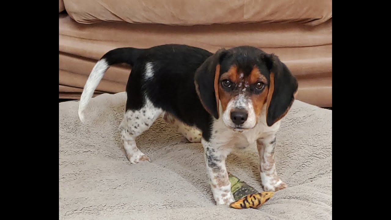 Beagle puppy loves to collect random 'stuff' - YouTube