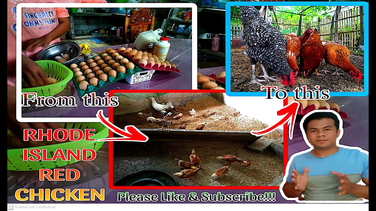 16 PCS. NA TIG-20 PESOS NA ITLOG, MALALAKING MANOK NA NGAYON | RHODE ...