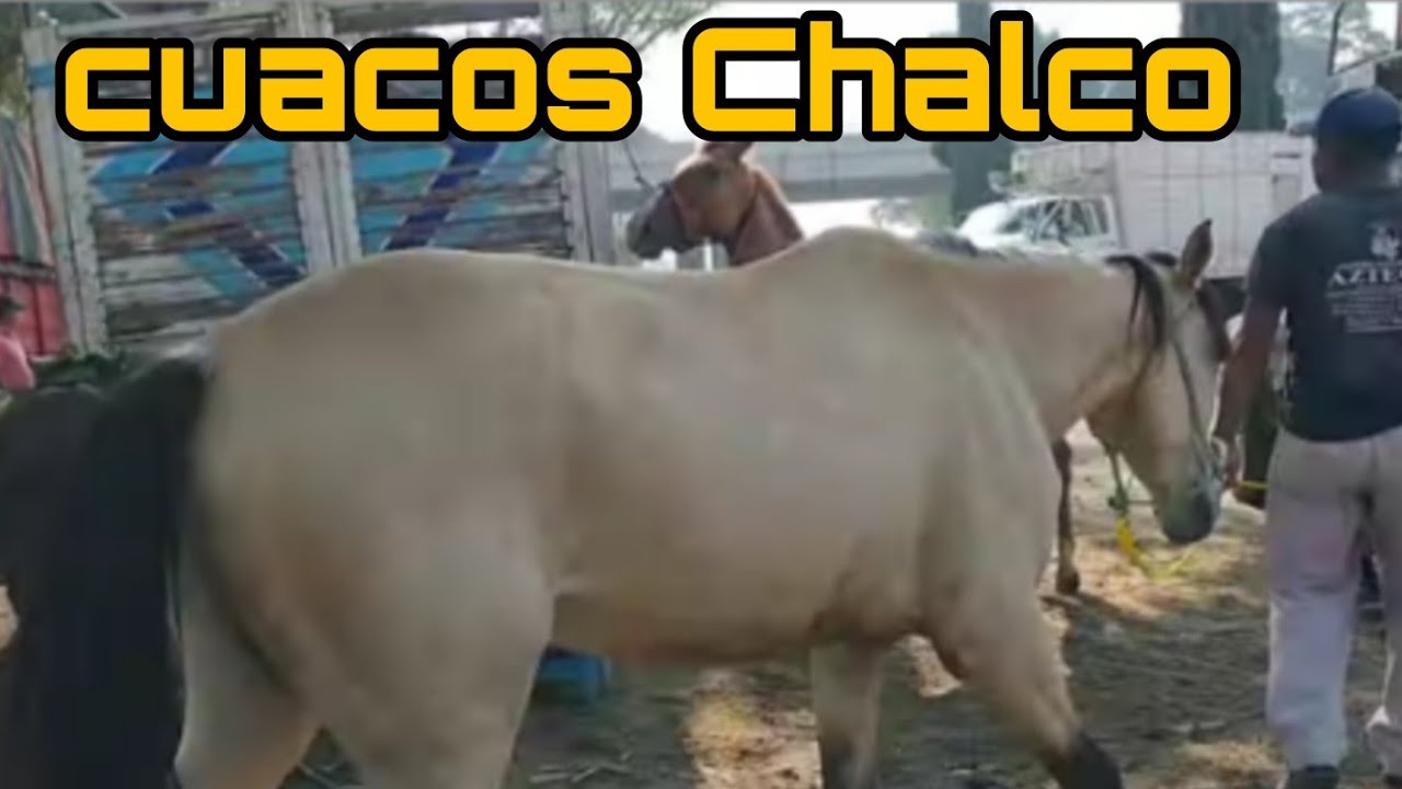 Caballo - Cuaco criollos /plaza ganadera o mercado de animales - YouTube
