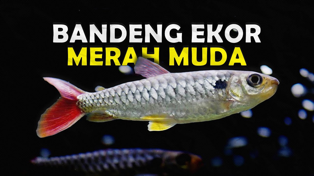 PINKTAIL CHALCEUS IKAN BANDENG AIR TAWAR KECIL BEREKOR PINK - YouTube