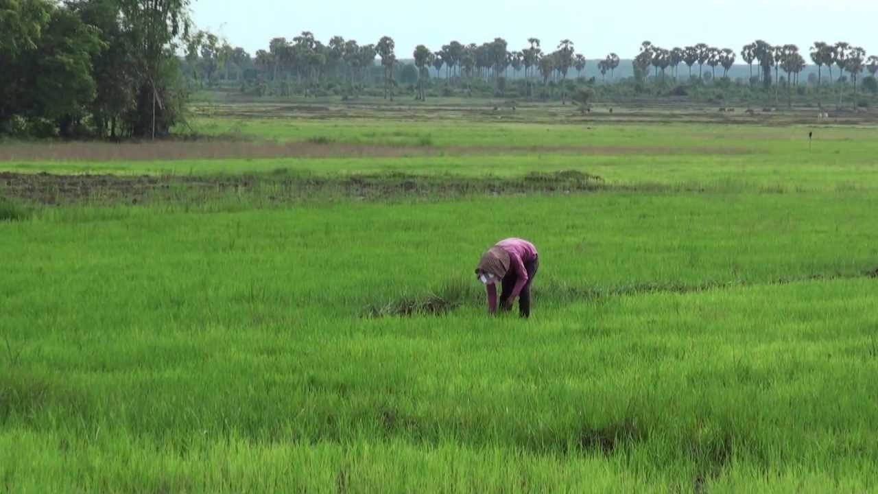 Cambodia - Tending the Rice Field in 36c on a Beautiful Sunny Day - YouTube