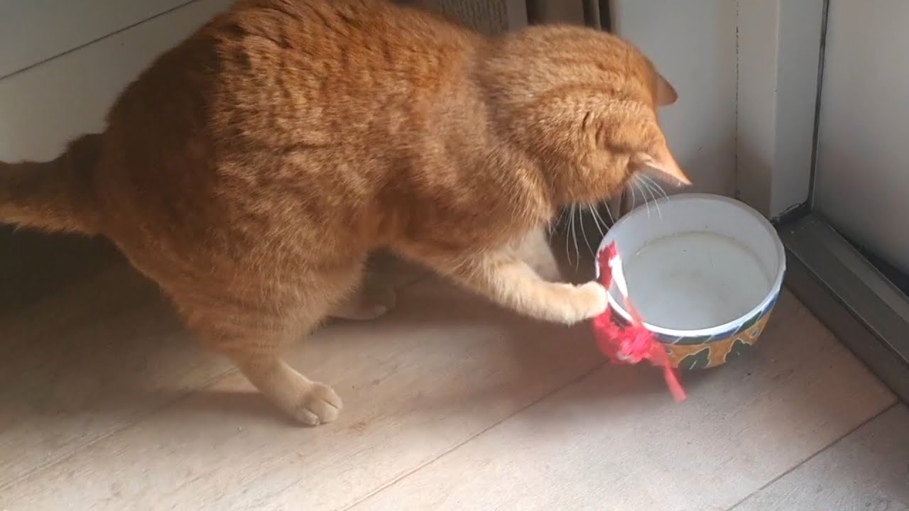Cody cat invented a new game - YouTube