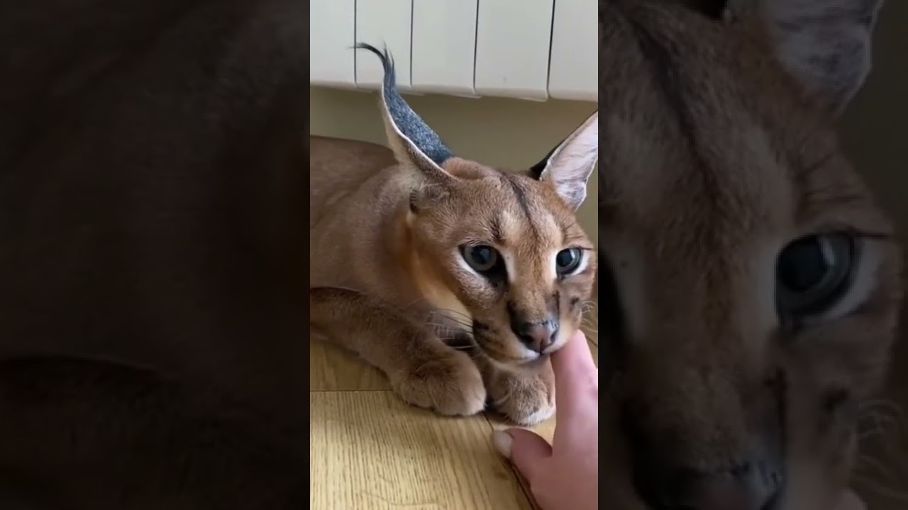 Lil Floppa - YouTube