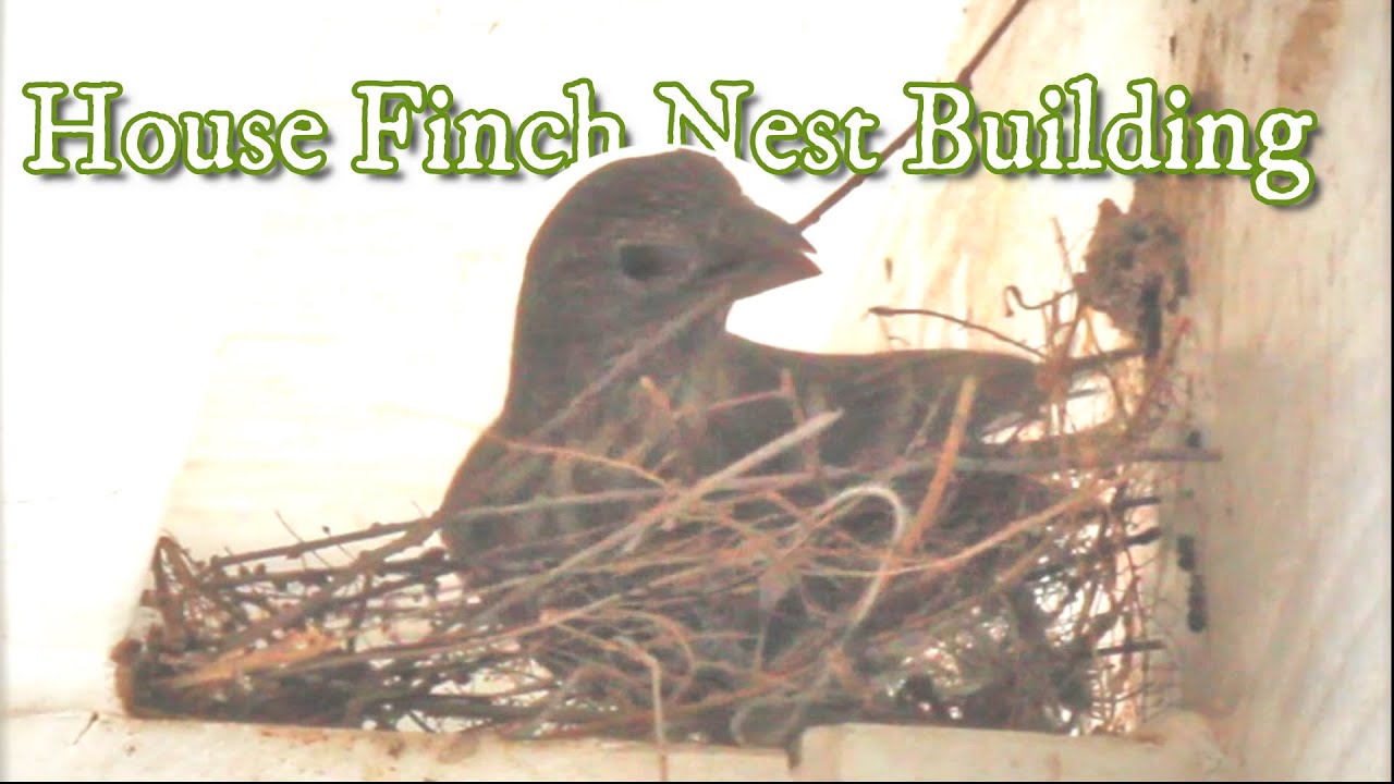 House Finch Building a New Nest April 2021 - YouTube