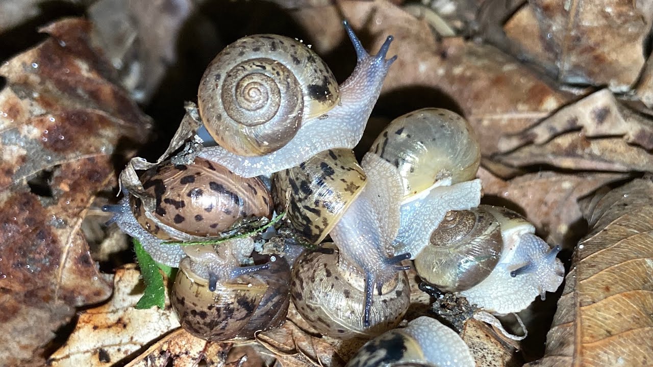 Helping Cute Little Snails - YouTube