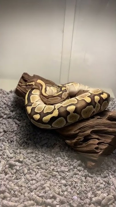 Basking Butter Ball Python 🐍 - YouTube