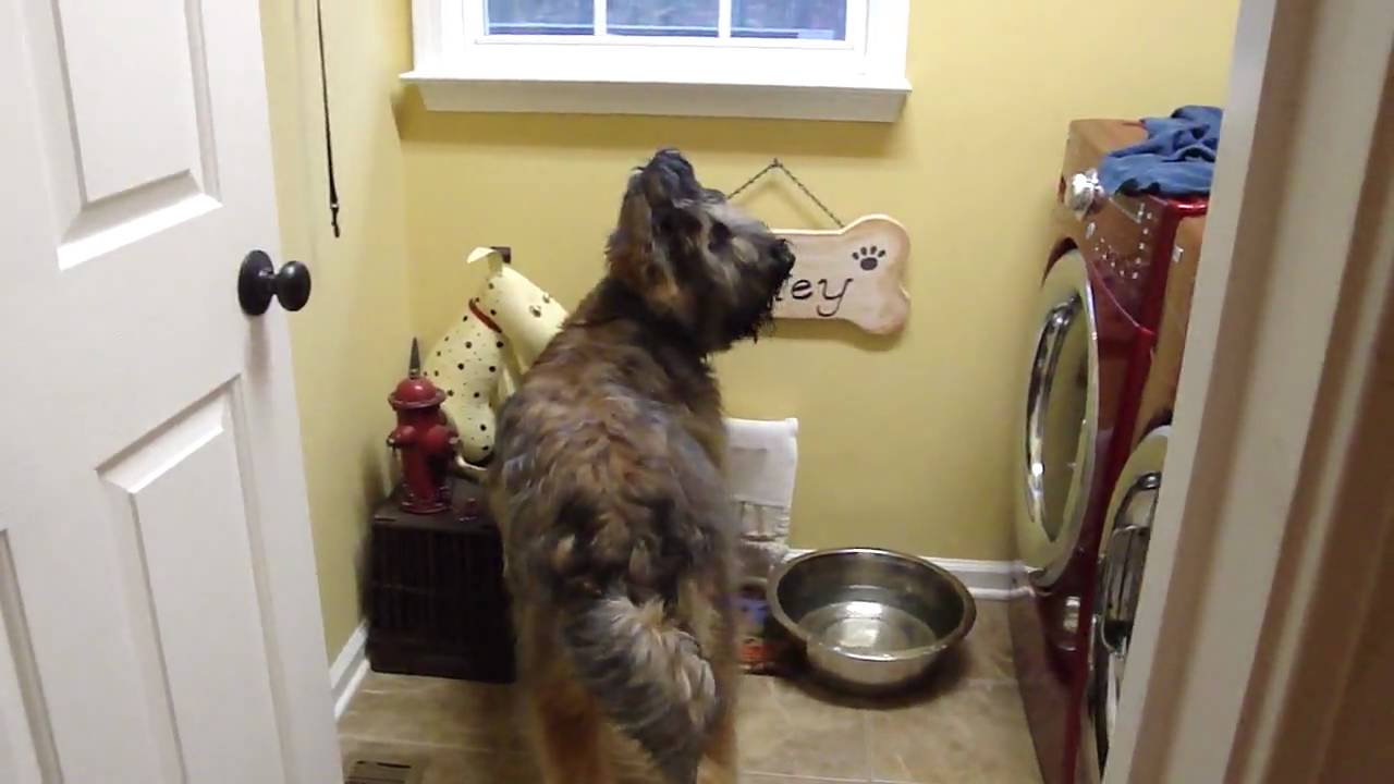 Briard tricks drinking manners - dog -Norman - YouTube