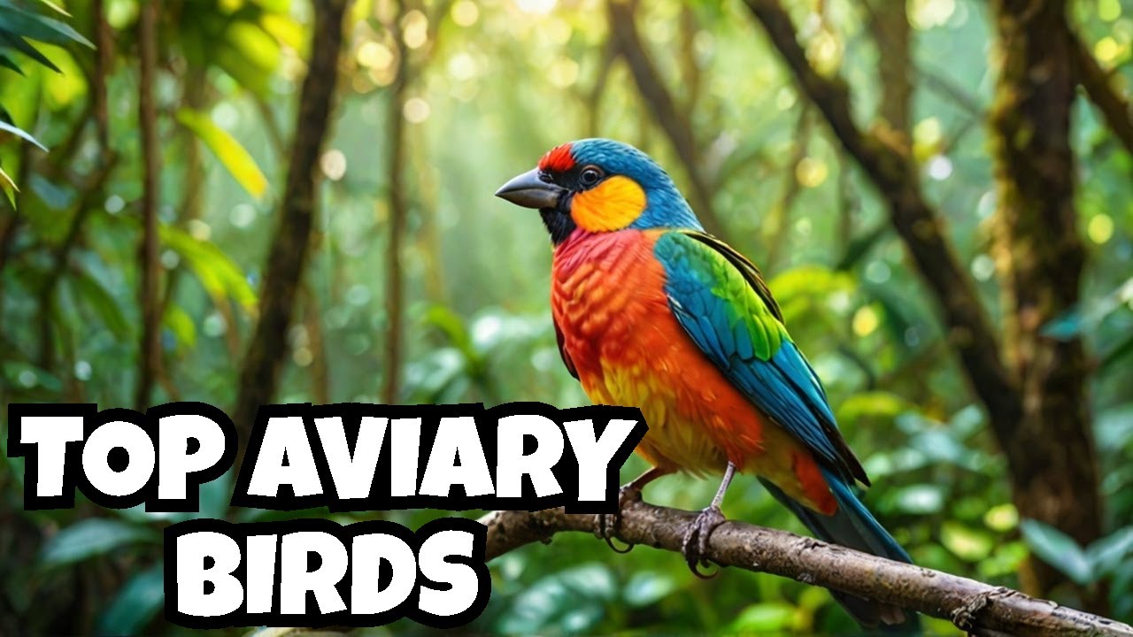 Top 10 Most Colorful and Beautiful Aviary Birds in the World! - YouTube