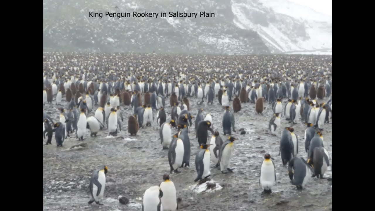 An Expedition to Antarctica with Robin Leong - YouTube