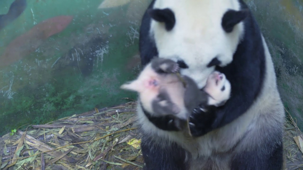 BABY PANDA BIRTH | A MUST SEE - YouTube