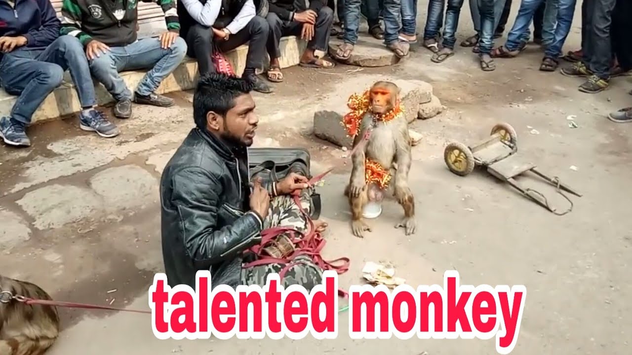 The talent of monkey,monkey dance,wild animals,2019,2018,2017,2020 ...