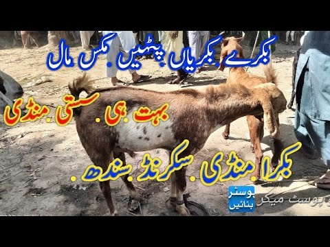 Bakra mandi sakrund | latest update today | mix Goat breed | vip animal ...