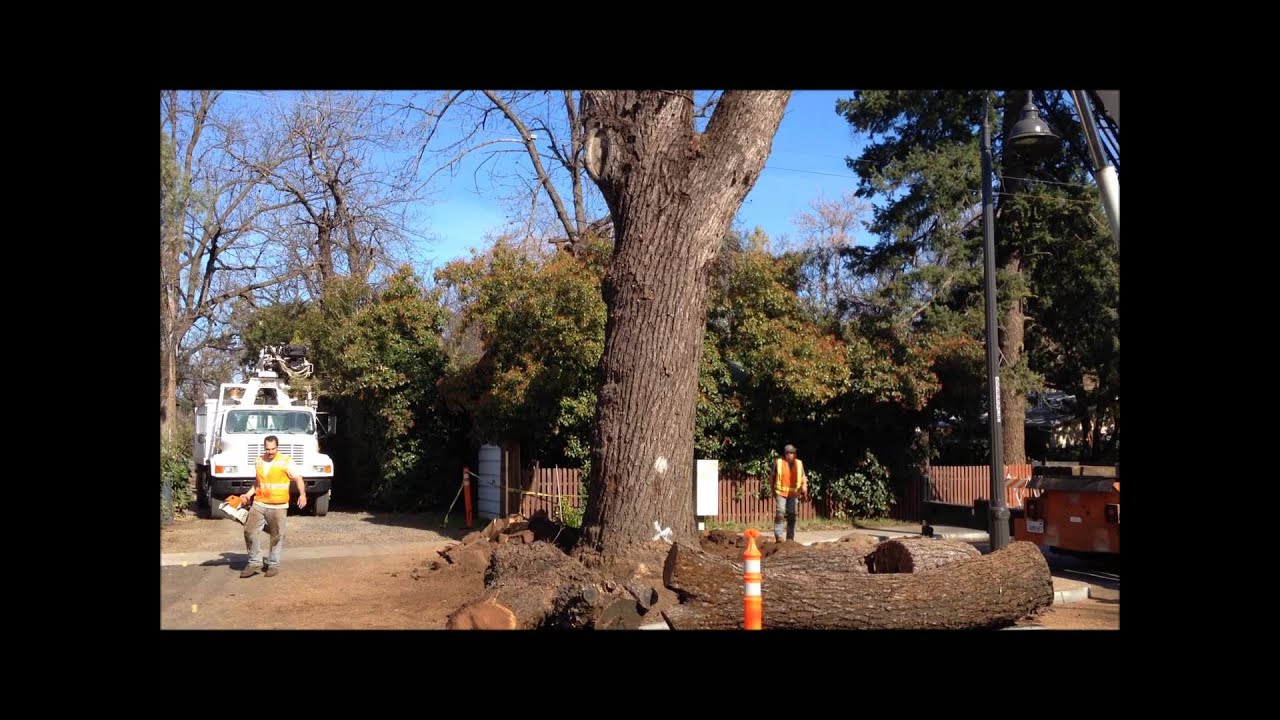 North Valley Tree Service Black Walnut Removal - YouTube