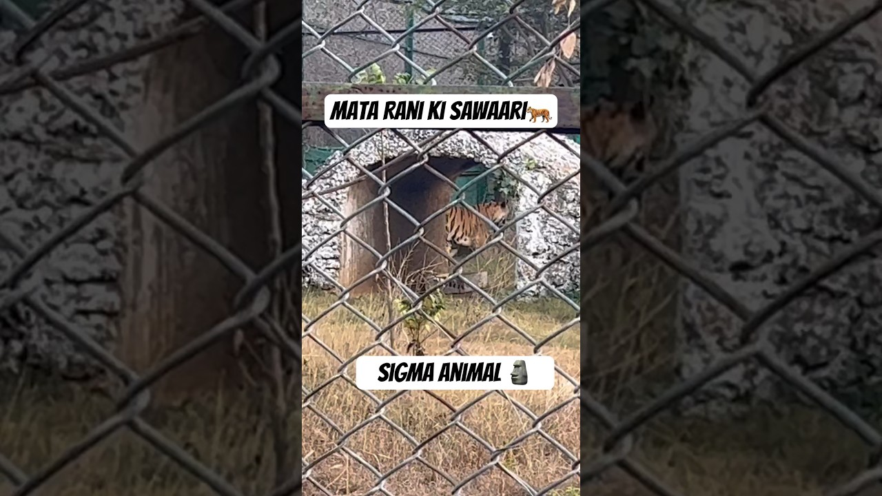Sigma Animal Angry Tiger Want To Attack Someone 🗿😡 #angrytiger #tiger # ...