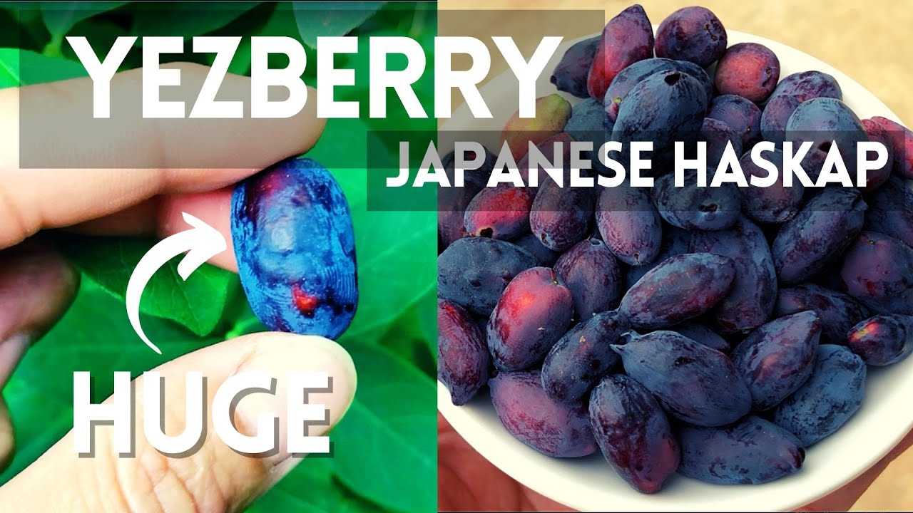 Giant Japanese Haskap - Yezberry Solo. honeyberries. - YouTube