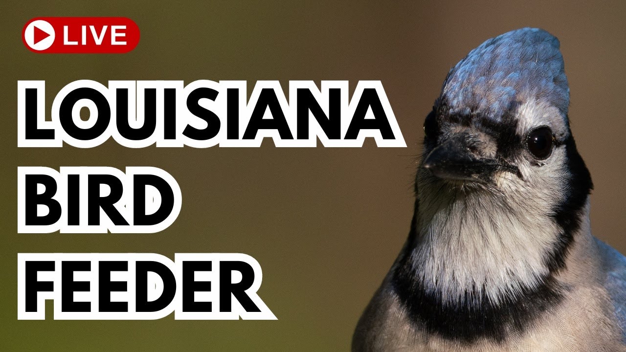 New Orleans Birds | Blue jays, Mocking Birds, Cardinals, Squirrels and ...