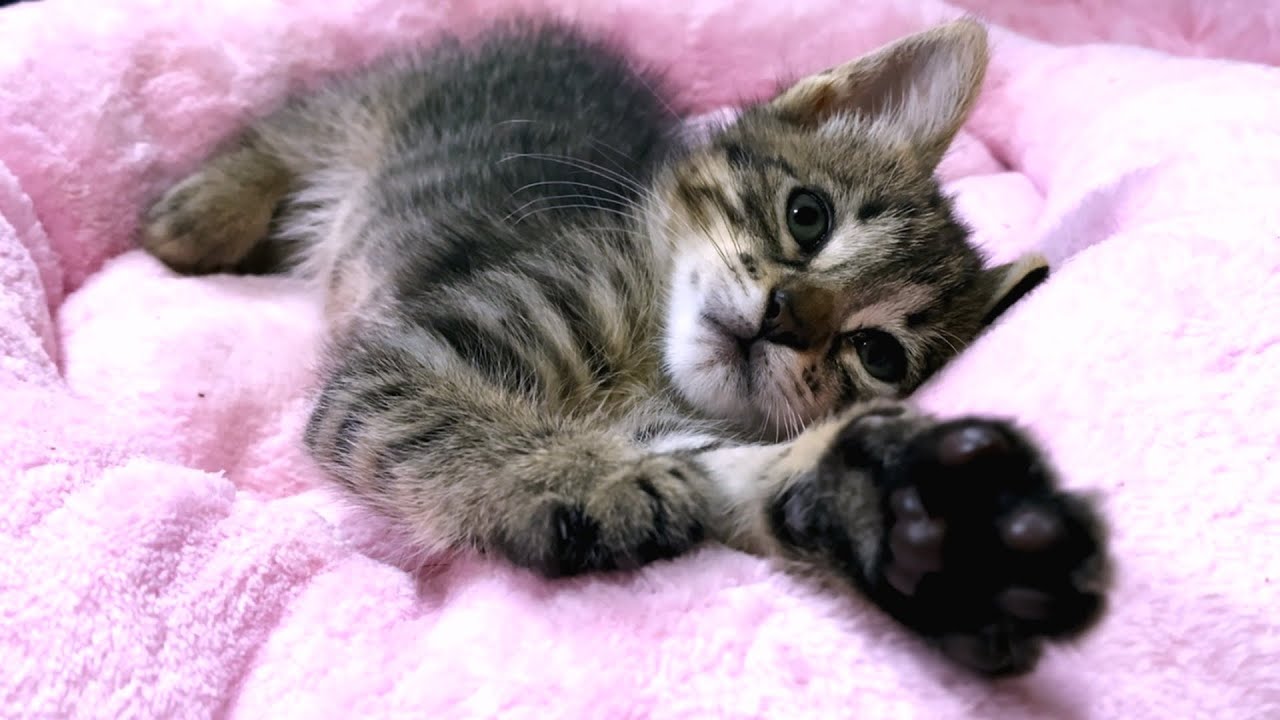 Cute kitten relaxing while staring with lovely round eyes. - YouTube