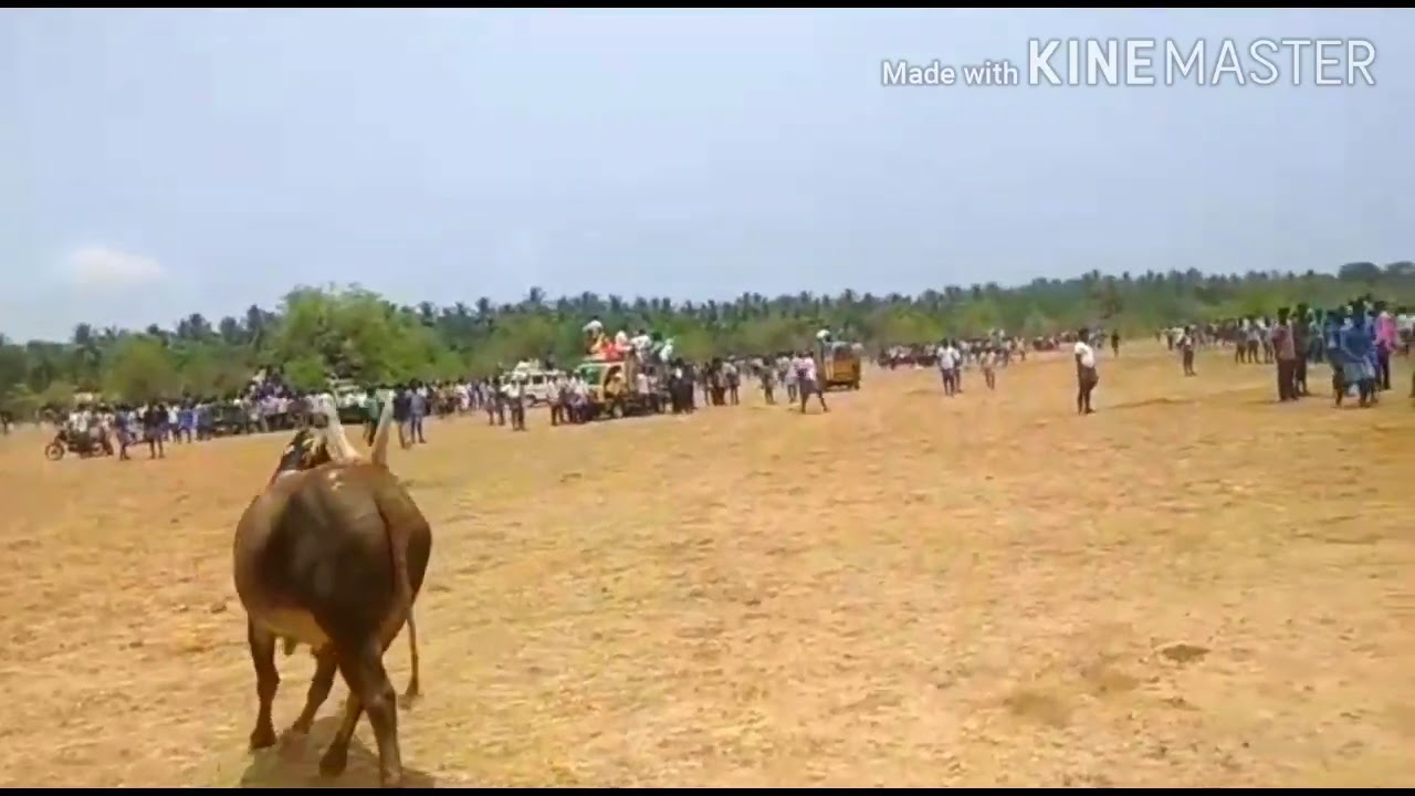 Kailampatti puvanesh - YouTube