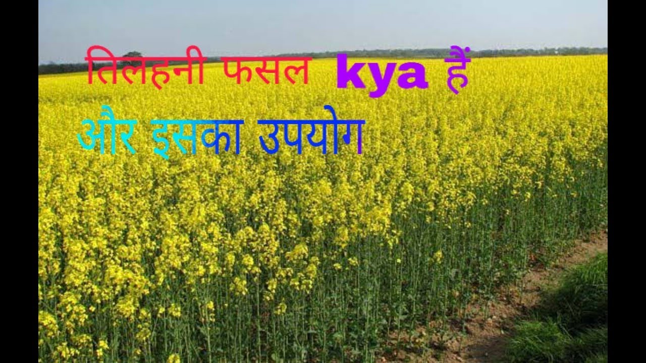 Type of crop tilahani fasal kya hai iska use kaha hota hai (Ag Agronomy ...