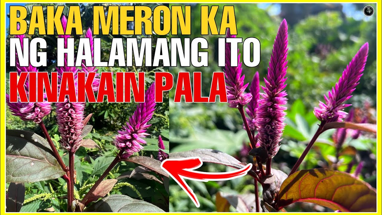 GRABE PALA ANG HALAMANG ITO NA MADALAS HINDI NGA LAMANG NATIN ...