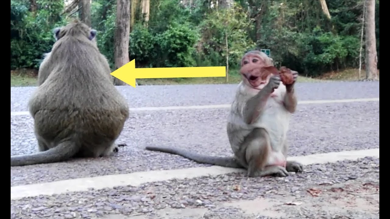 Ah Very Accident Why Popeye Sit On The Road Like This? , One Monkey ...