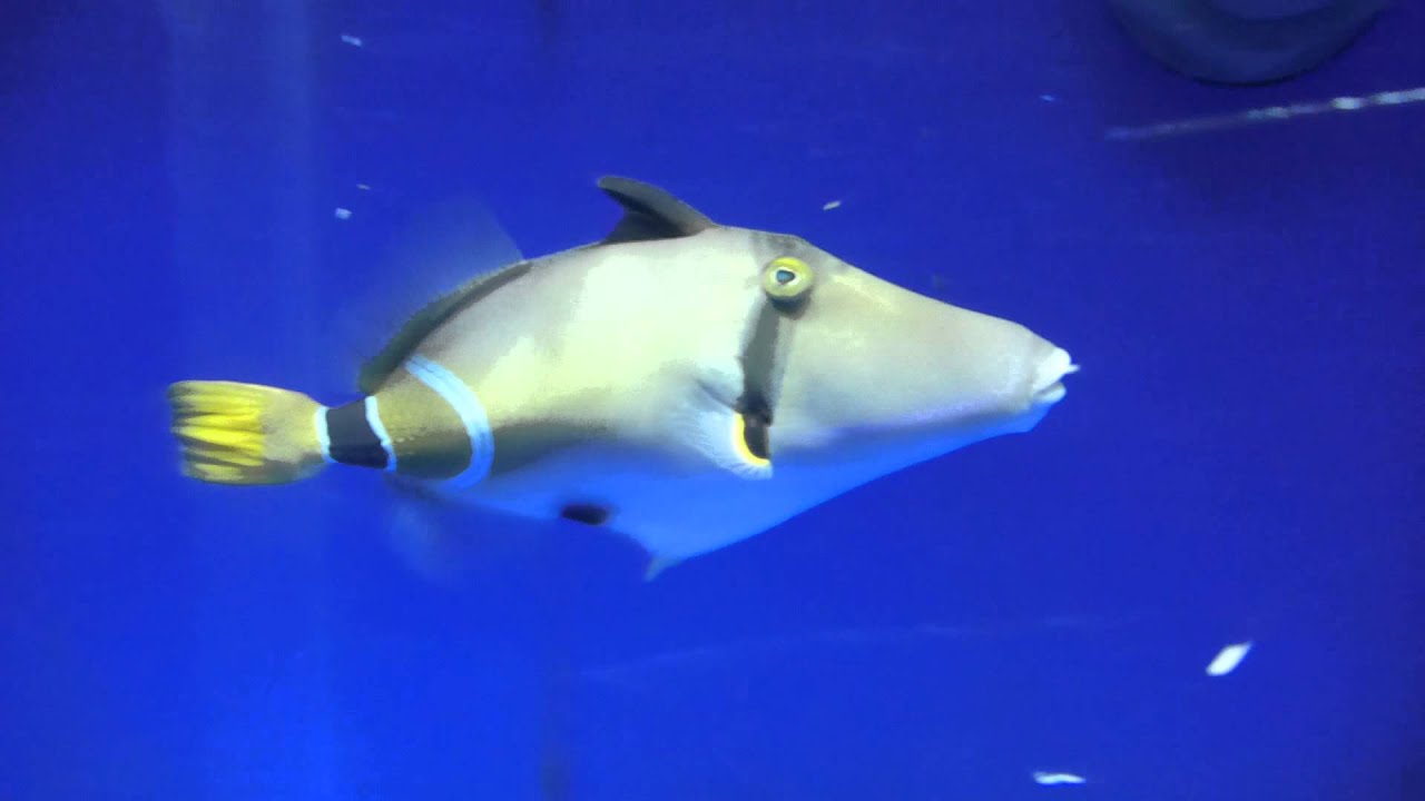 Rhinecanthus cinereus (Mauritius Picasso Triggerfish) - YouTube