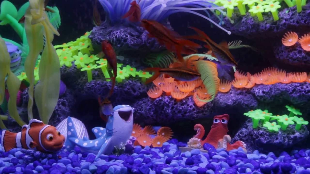 Buscando a Dory en Acuario Arrecife - YouTube