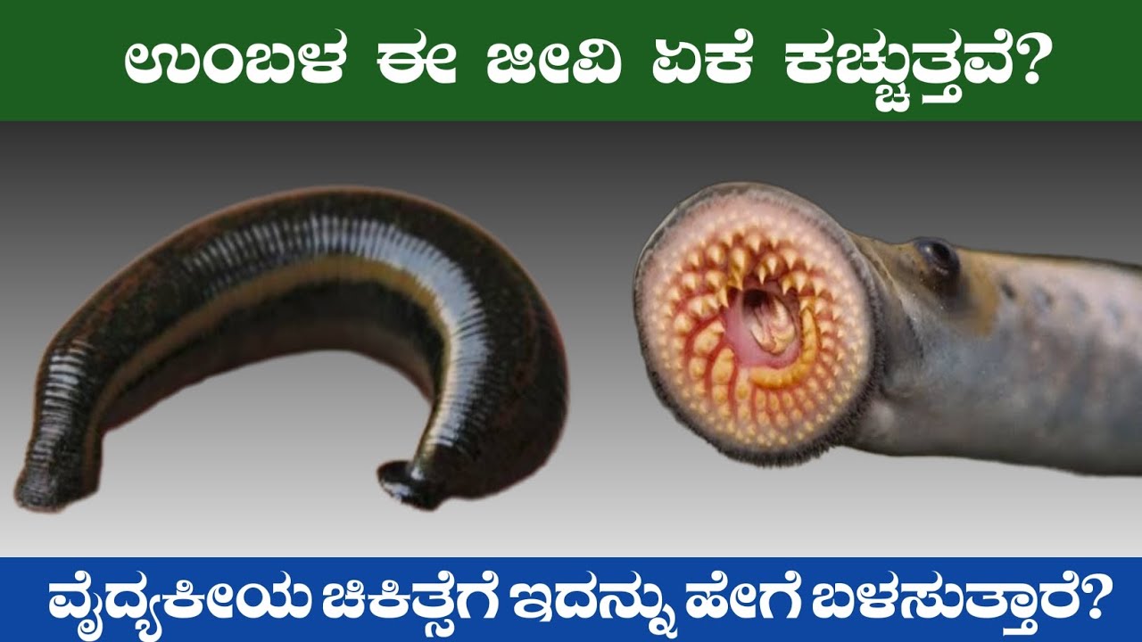 ವೈದ್ಯಕೀಯ ಚಿಕಿತ್ಸೆಗೆ ಉಂಬಳ ಹೇಗೆ ಬಳಸುತ್ತಾರೆ?⚡ಜಿಗಣೆ ⚡leech animal ⚡leeches ...