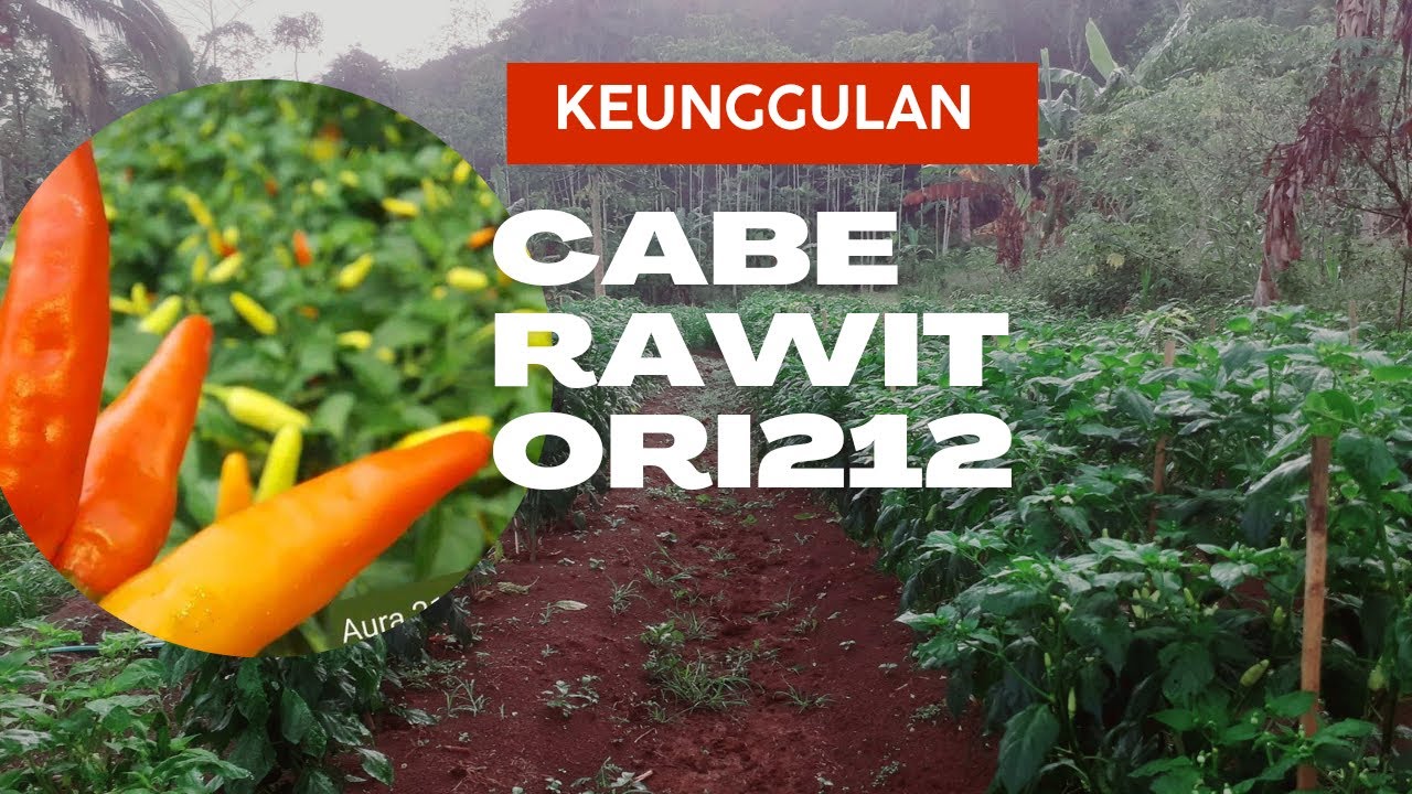 Keunggulan Cabe Rawit Ori212 - YouTube