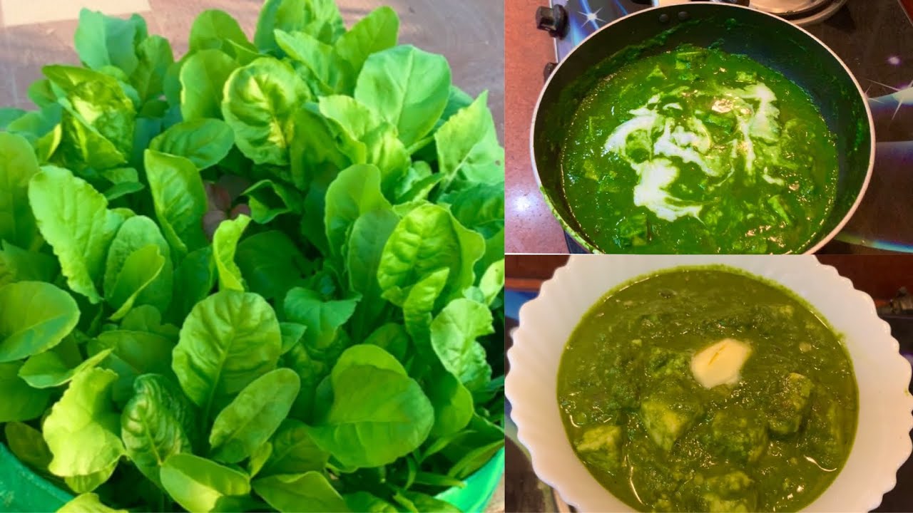 Harvesting Organic Palak(Spinach)To Cook Palak Paneer Recipe/Spinach ...