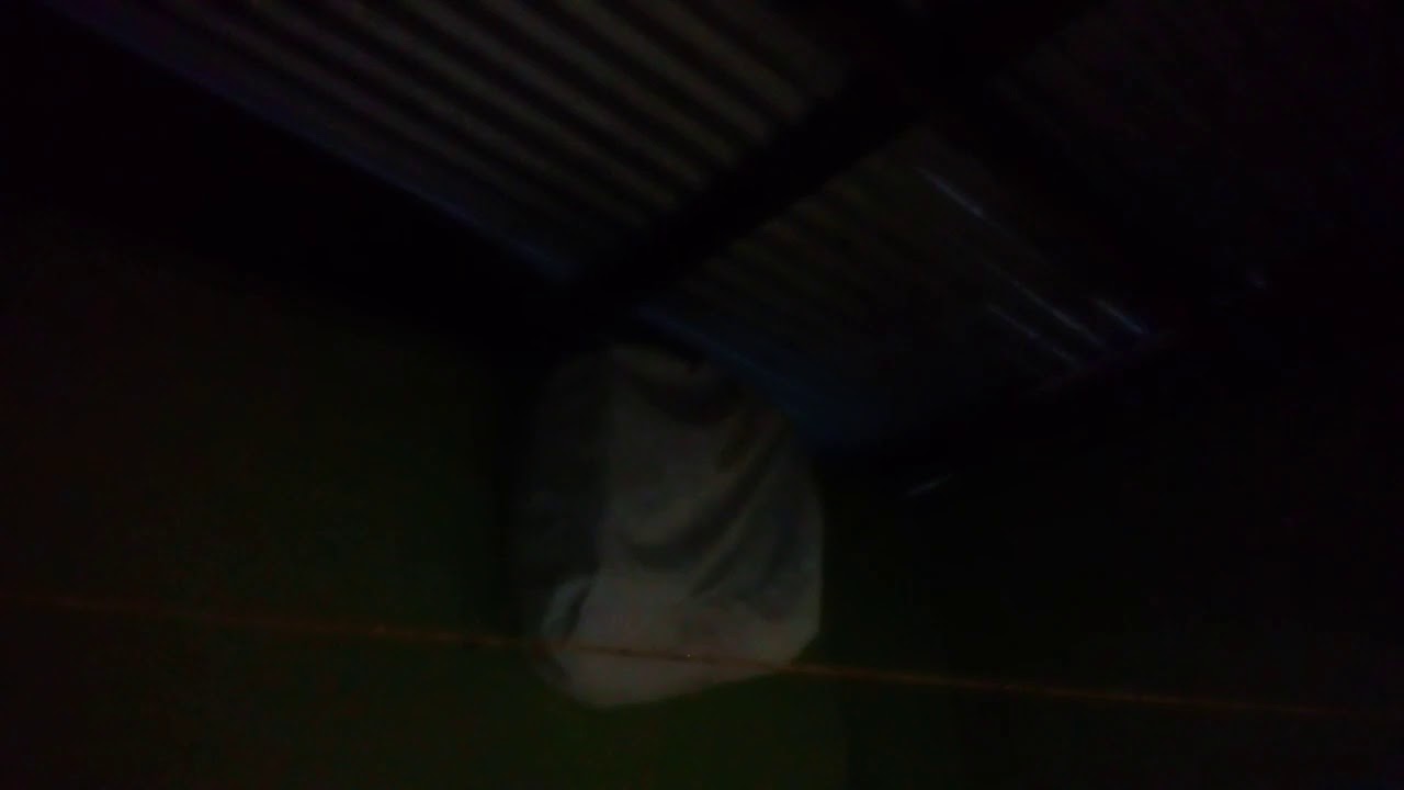 Trini bullfinch Brown bird singing in the night😈 - YouTube