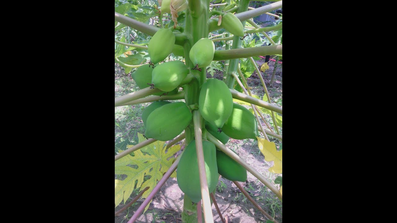 papaya farming business guide/papaya farming business idea 5 times ...