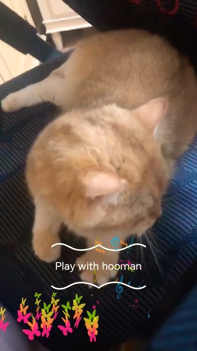 Adorable meow moment #sweetness #overload #pets #cat #animals #trending ...