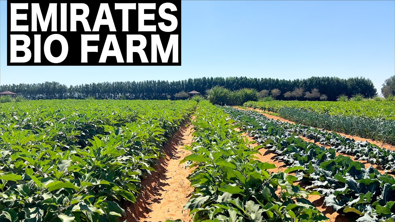 Emirates Bio Farm Dubai | 4K - YouTube