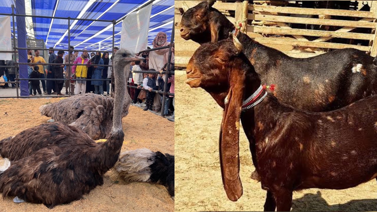 Worlds most expensive goats breed 😱 | complete documentary interview ...