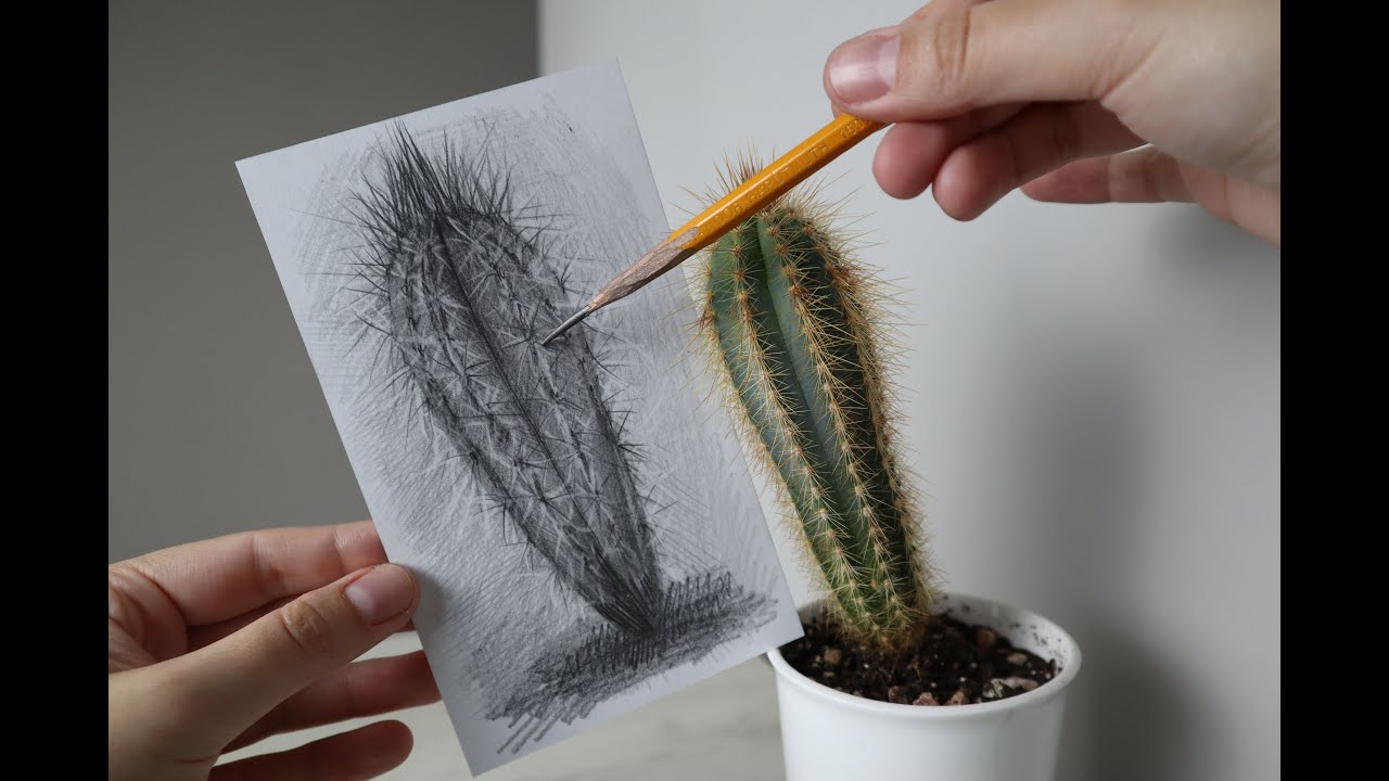 How to draw CACTUS / realistic pencil drawing. - YouTube