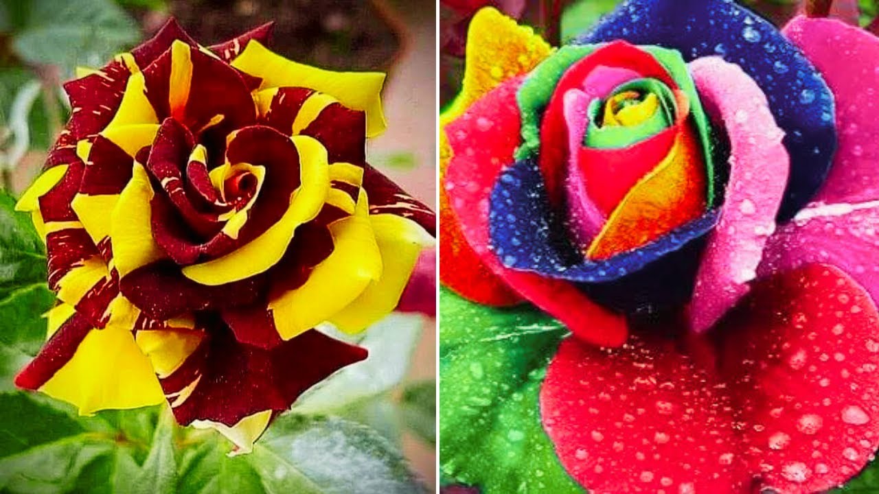 Descubra as 7 Rosas Mais Deslumbrantes e Exclusivas do Mundo que Irão ...