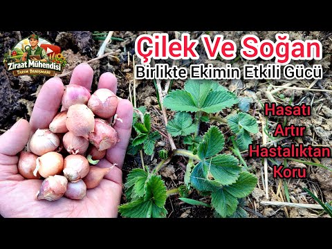 Çileğin Yanına Soğan Ekin Verim %100 Artsın Hastalık Ve Böcekler Asla Zarar Vermesin🍓Çilek Koruyucu 