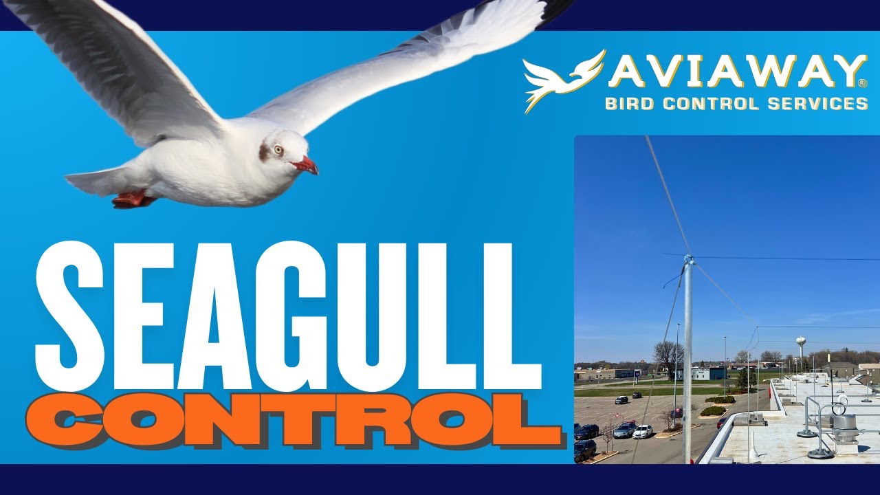 Seagull Grid Wire System Explained | The Most Effective Bird Control ...
