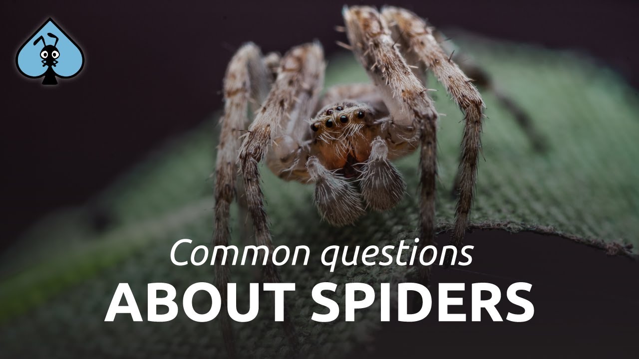 MOST commonly asked questions on spiders - YouTube