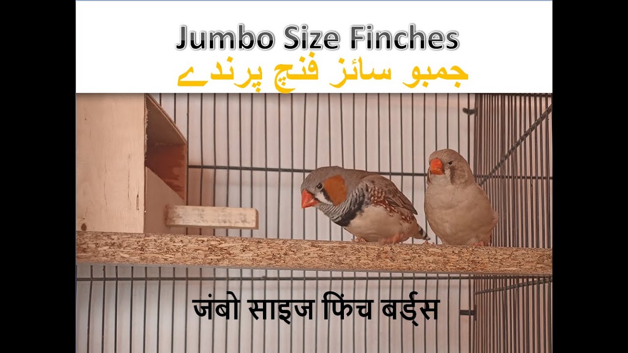 Zebra Finch Jumbo Size my First pair - YouTube