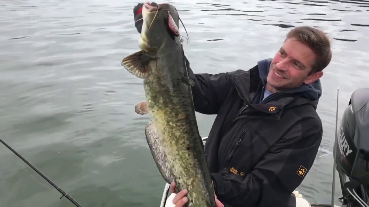 Rhein-Wels im "Dreierpack" - YouTube