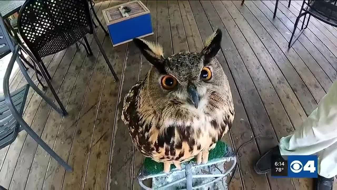 Local bird hitting the silver screen with Leonardo DiCaprio in ‘Killers ...