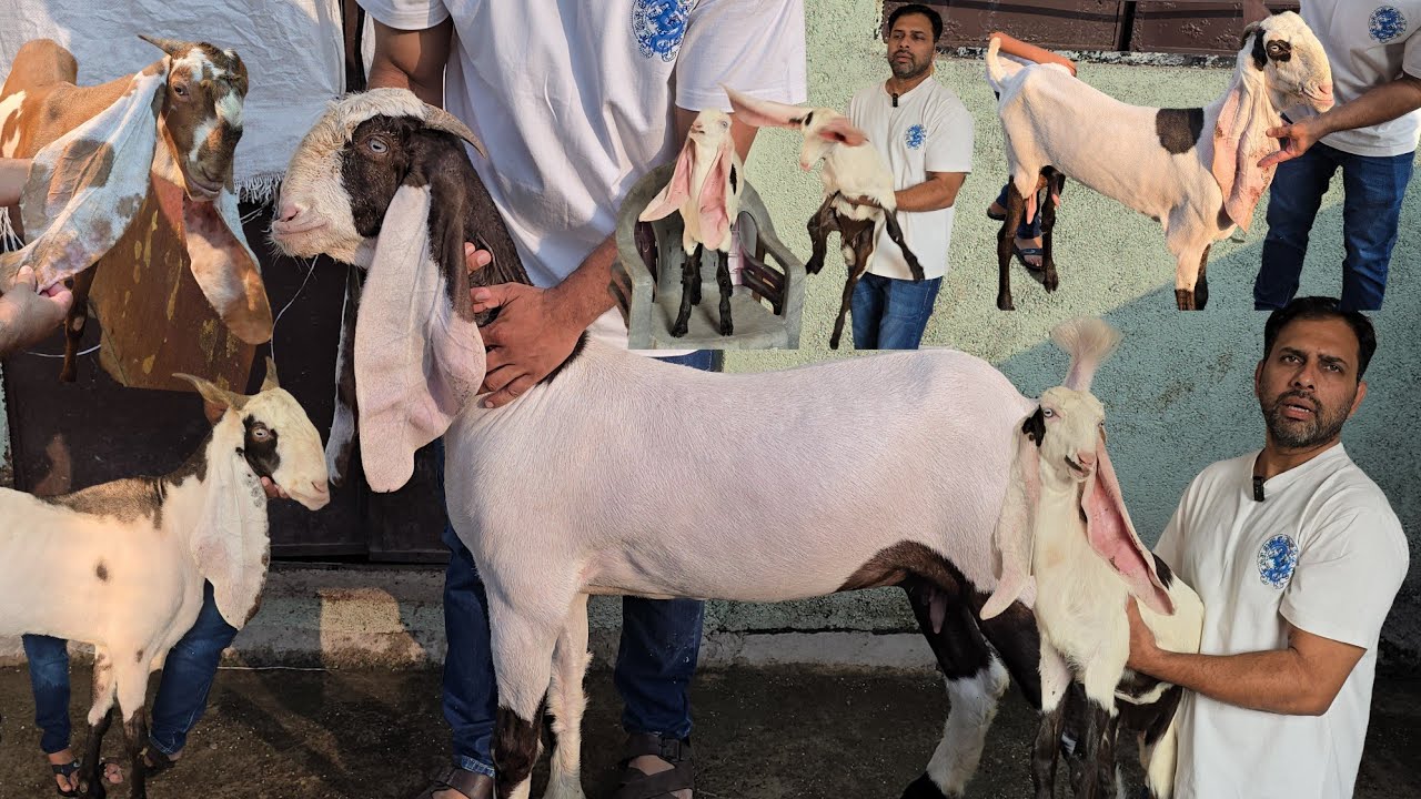 Janasheen daughter Hyderabadi goats breedline a1quality gulabi in ...