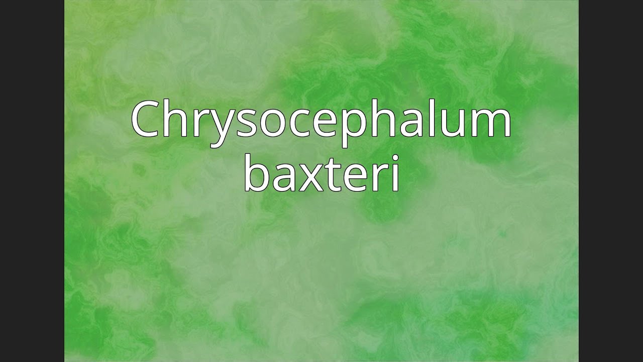 Chrysocephalum baxteri - YouTube